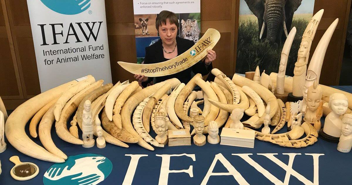 Banning the Ivory Trade - Maria Eagle MP